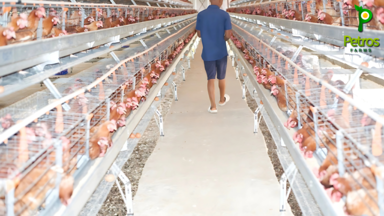 Egg Drop Syndrome: What Poultry Farmers Need to Know - Petros Farms